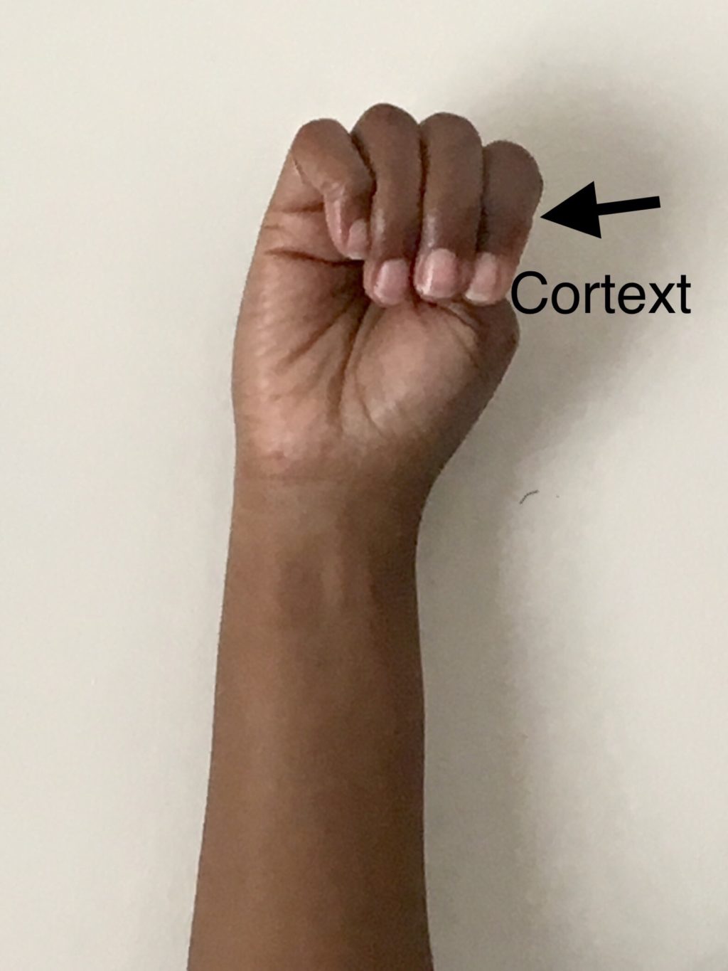 Talking with Clients About the Brain Made Easy - Trauma Treatment ...